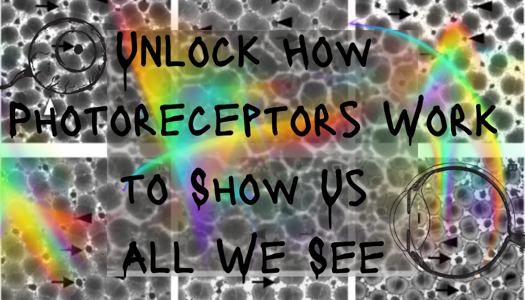 Unlock How Photoreceptors Work to Show Us All We See